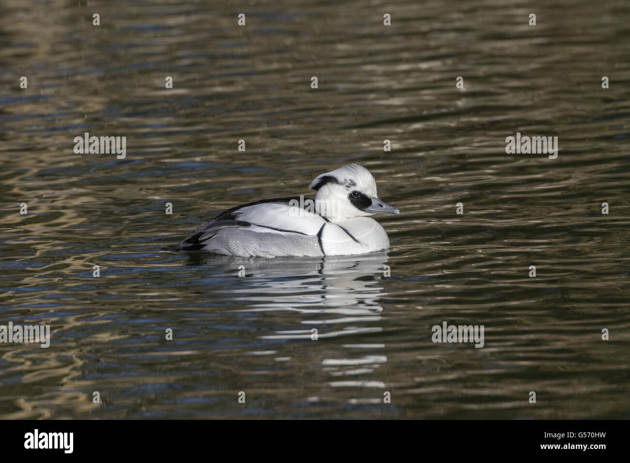 Male smew duck hi-res stock photography and images - Alamy