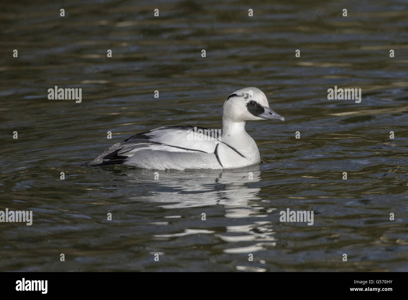 Male smew duck hi-res stock photography and images - Alamy