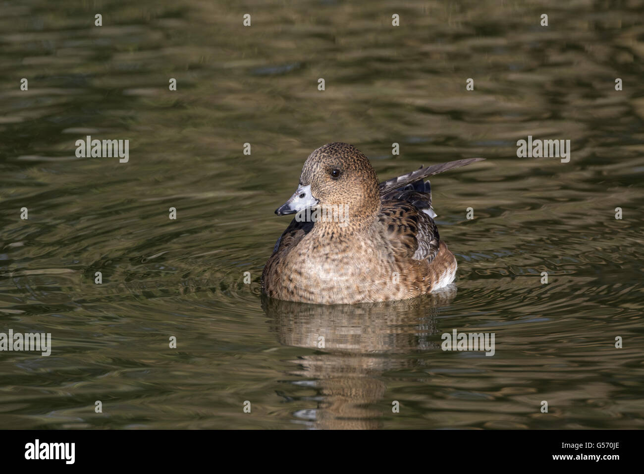 Captive pinioned bird hi-res stock photography and images - Alamy