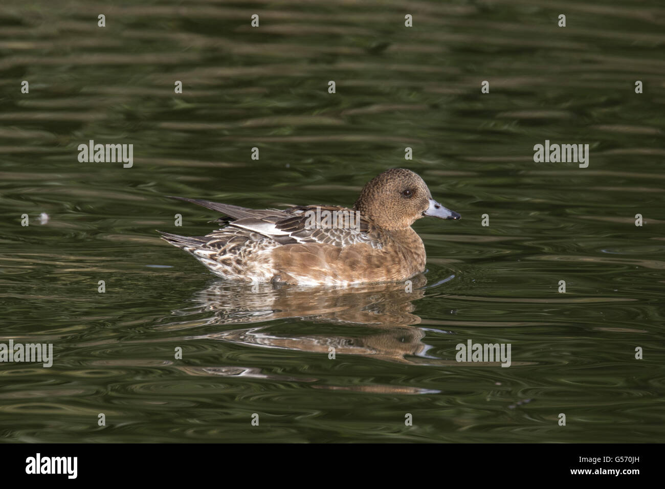 Pinioned hi-res stock photography and images - Alamy