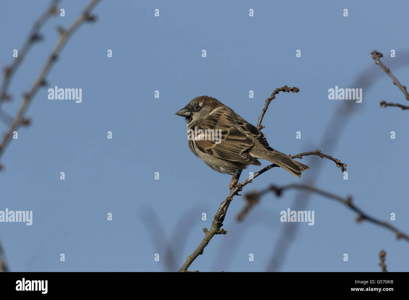 Male bird with hi-res stock photography and images - Alamy