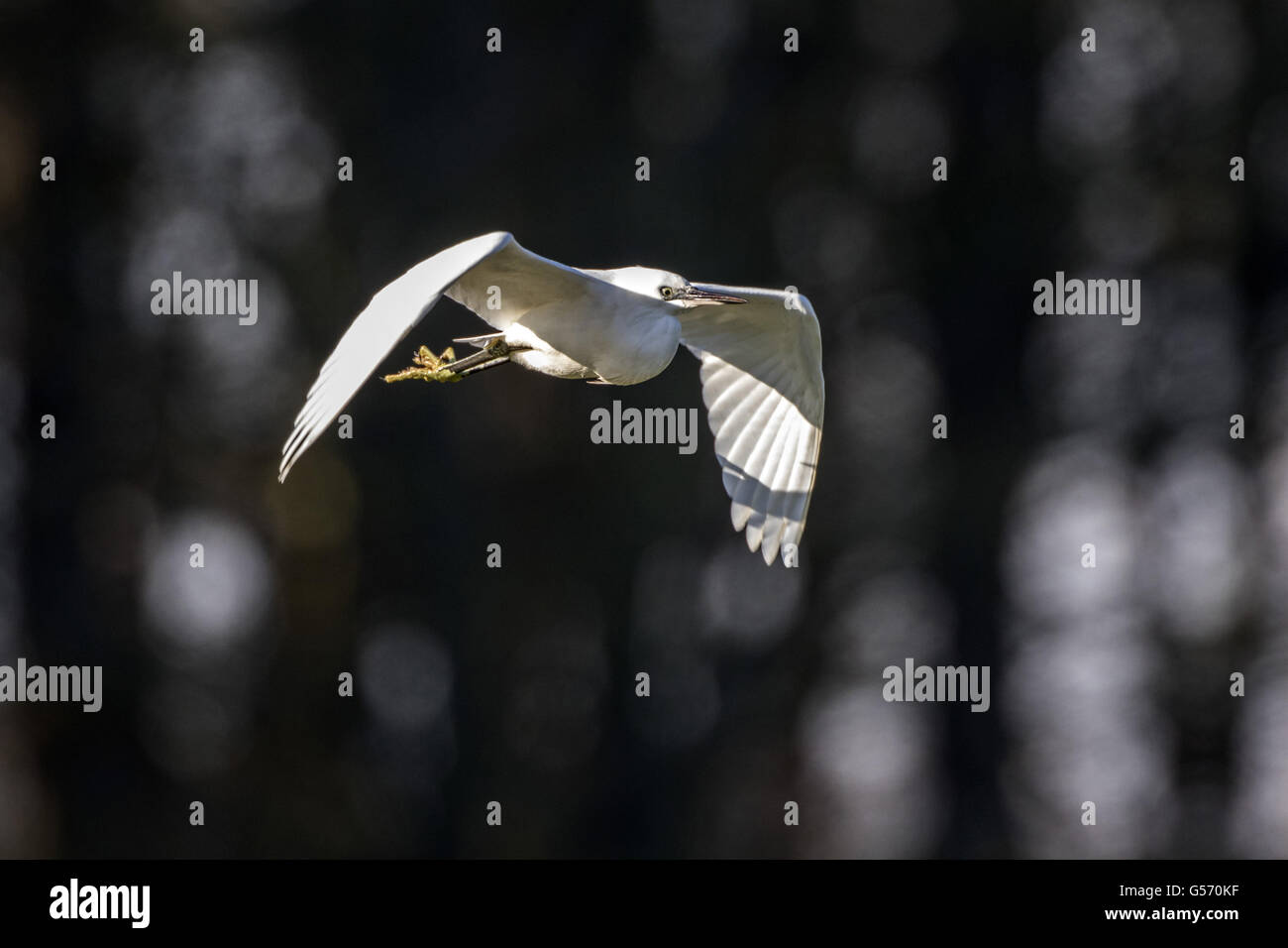 Little Egret flying, Deepdale Marsh, Norfolk Stock Photo - Alamy