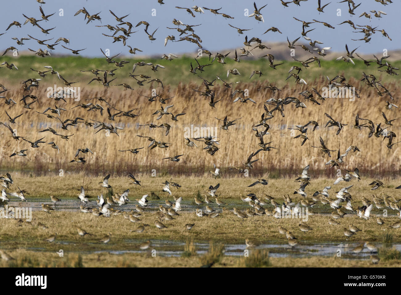 Winter plumage Golden Plovers, flock flying, Deepdale Marsh Norfolk ...