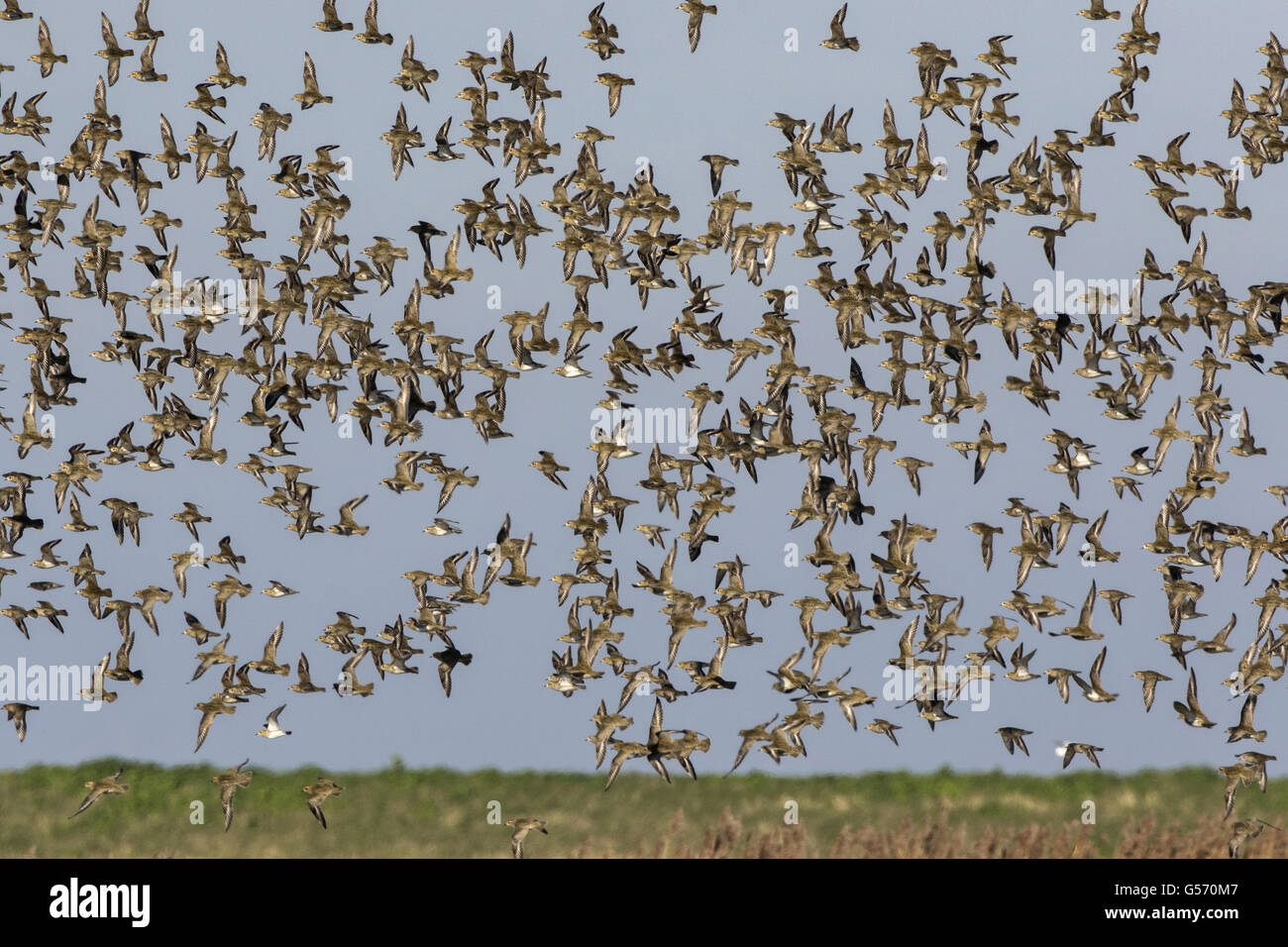 Golden plovers winter plumage hi-res stock photography and images - Alamy