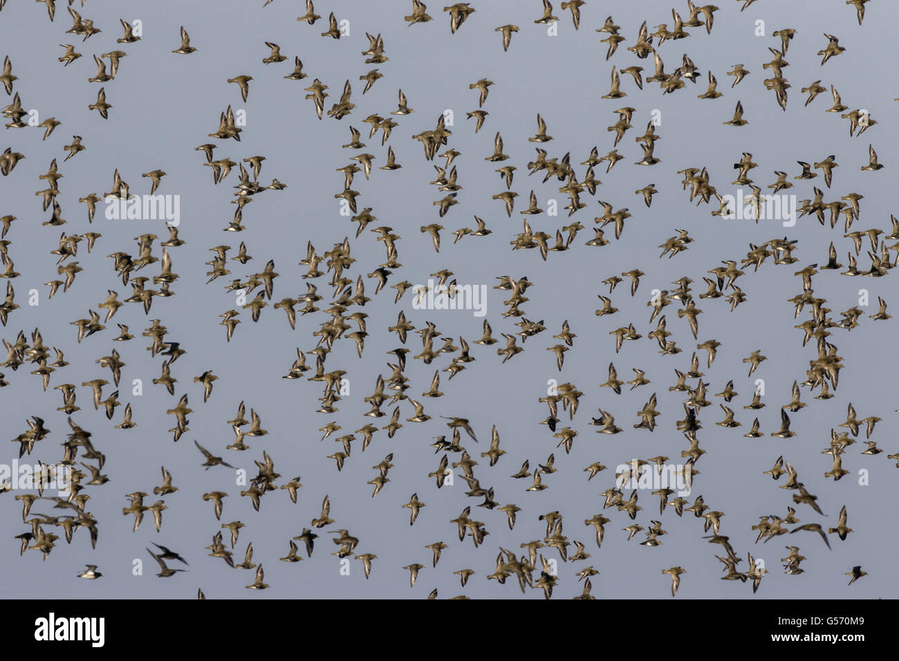 Winter plumage Golden Plovers, flock flying over Deepdale Marsh Norfolk ...
