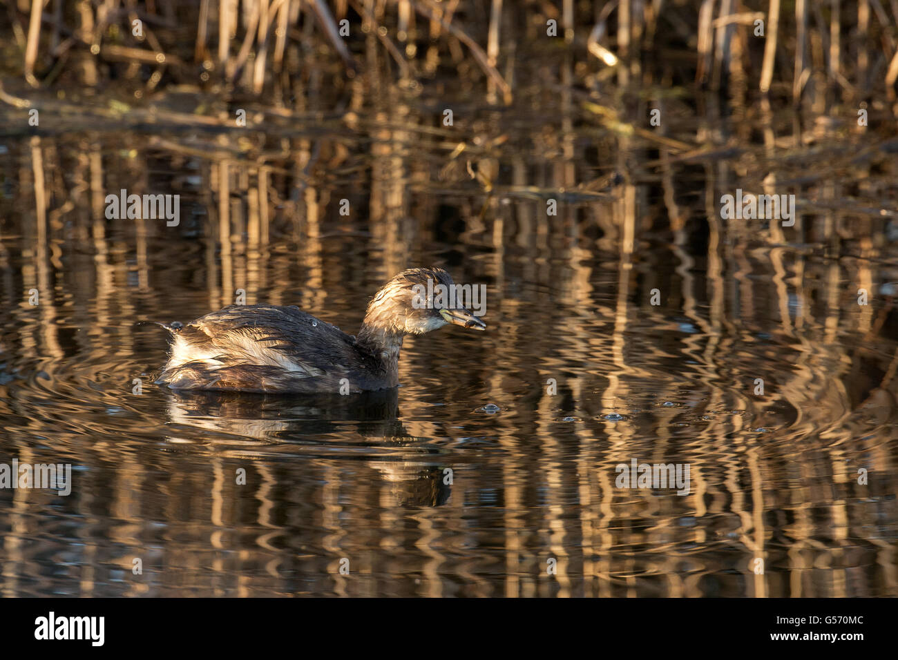 Little Grebe in winter plumage with food item in bill Stock Photo - Alamy