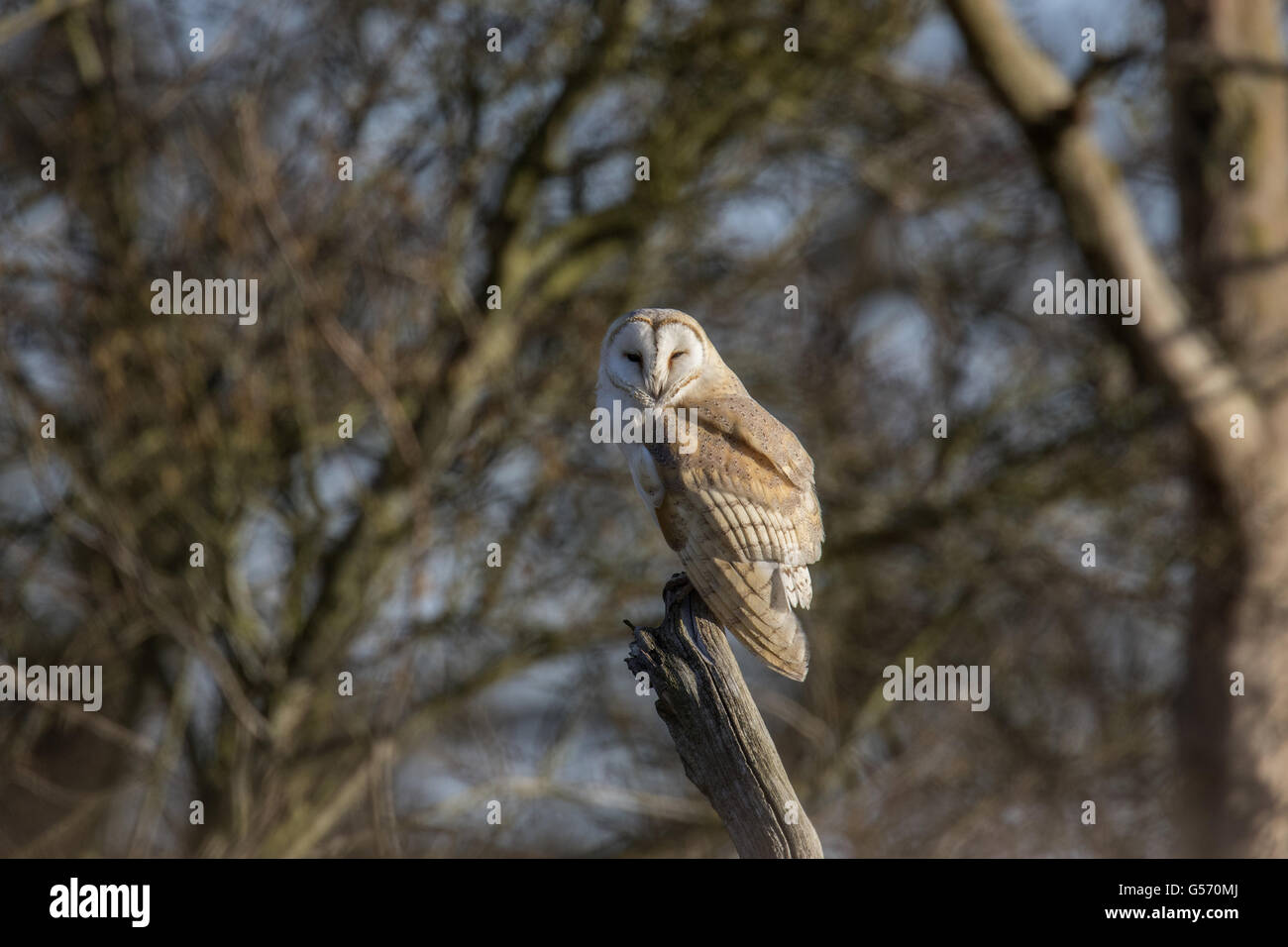 Barn owl on perch at Pages Green, Suffolk, February 2016 Stock Photo ...