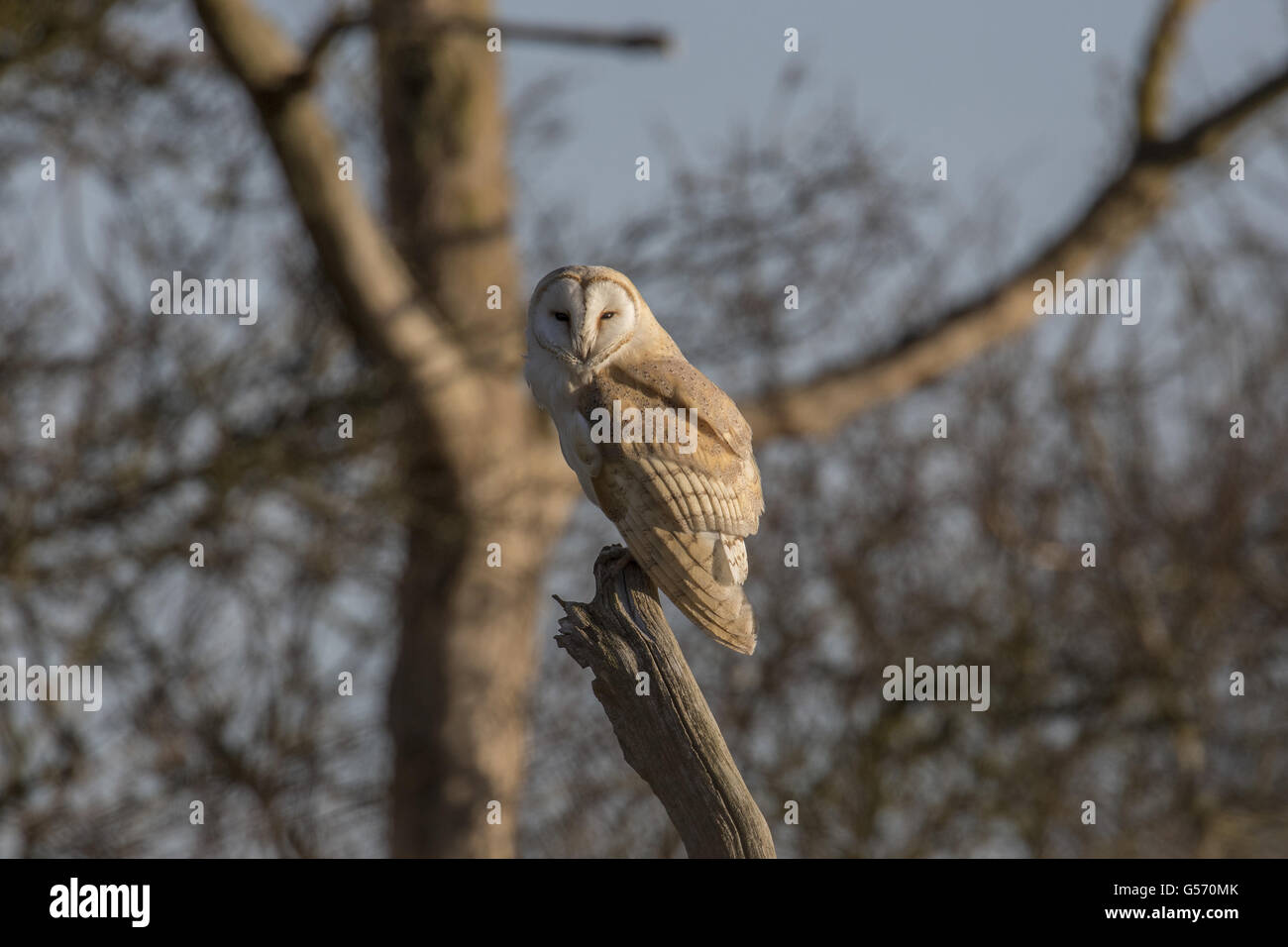 Barn owl on perch at Pages Green, Suffolk, February 2016 Stock Photo ...