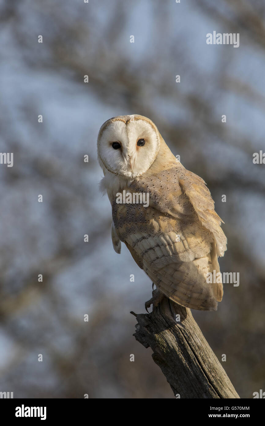 Barn owl on perch at pages green hi-res stock photography and images ...