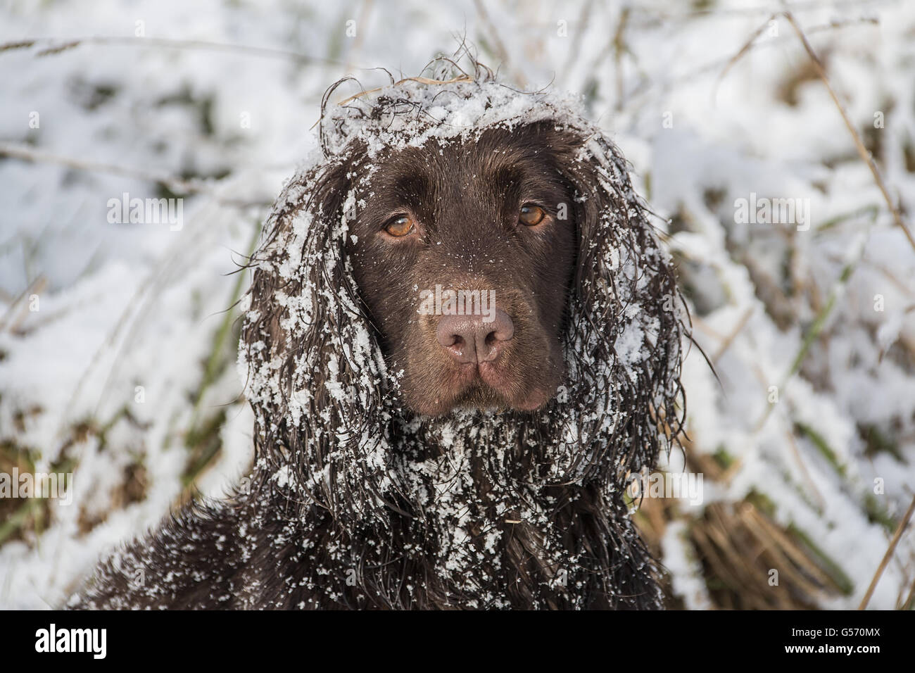Domestic Dog, Working Cocker Spaniel, female, sitting in snow, Suffolk ...