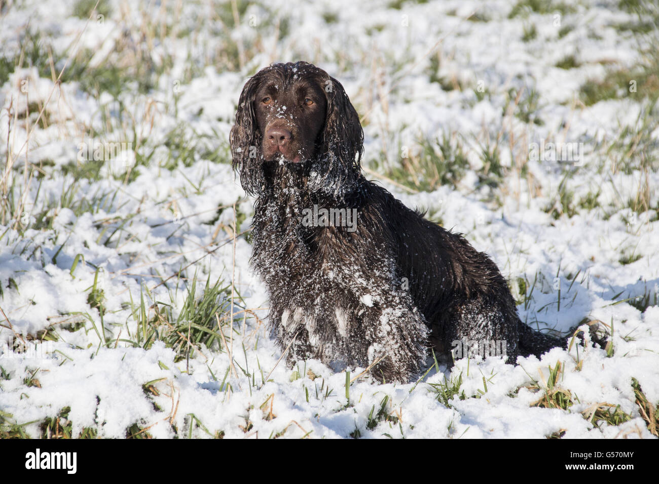 Domestic Dog, Working Cocker Spaniel, female, sitting in snow, Suffolk ...
