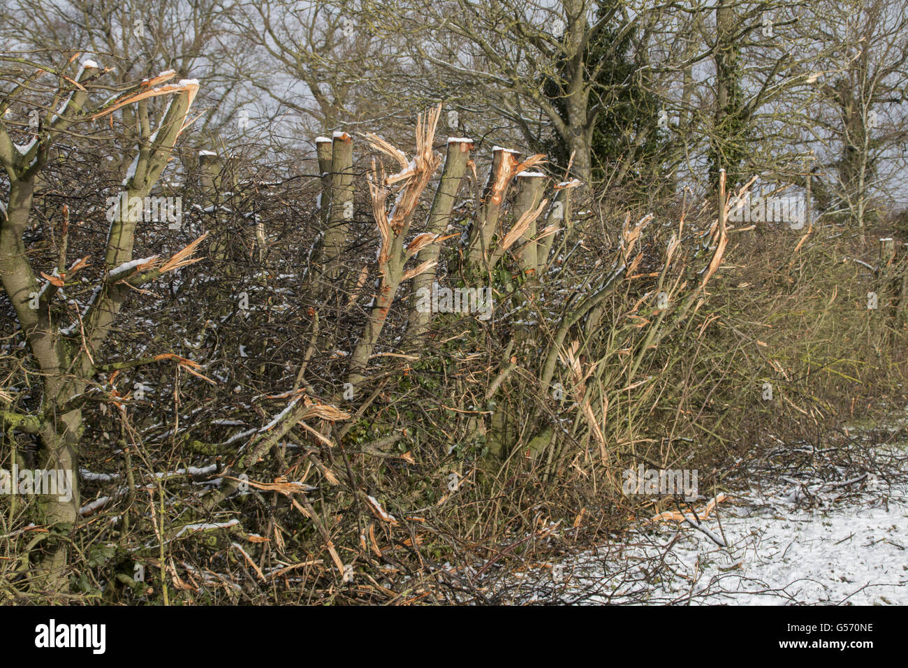 Badly cut hi-res stock photography and images - Alamy