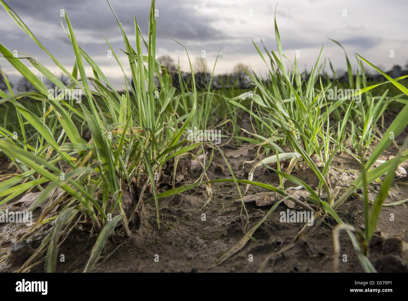 Barley (Hordeum vulgare) 'Morris Otter' winter barley, young crop ...