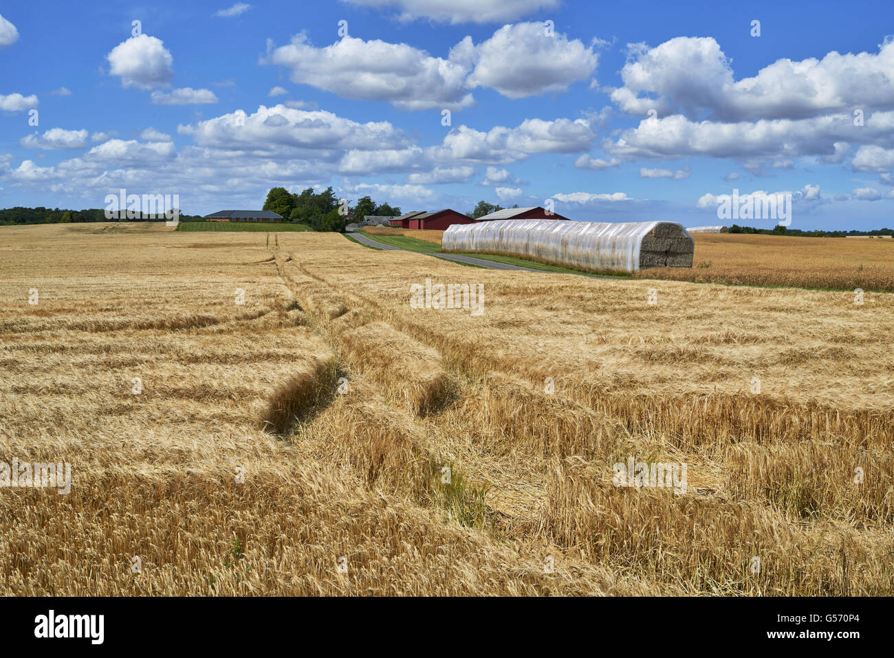 Barley (Hordeum vulgare) crop, ripening field with plastic wrapped ...