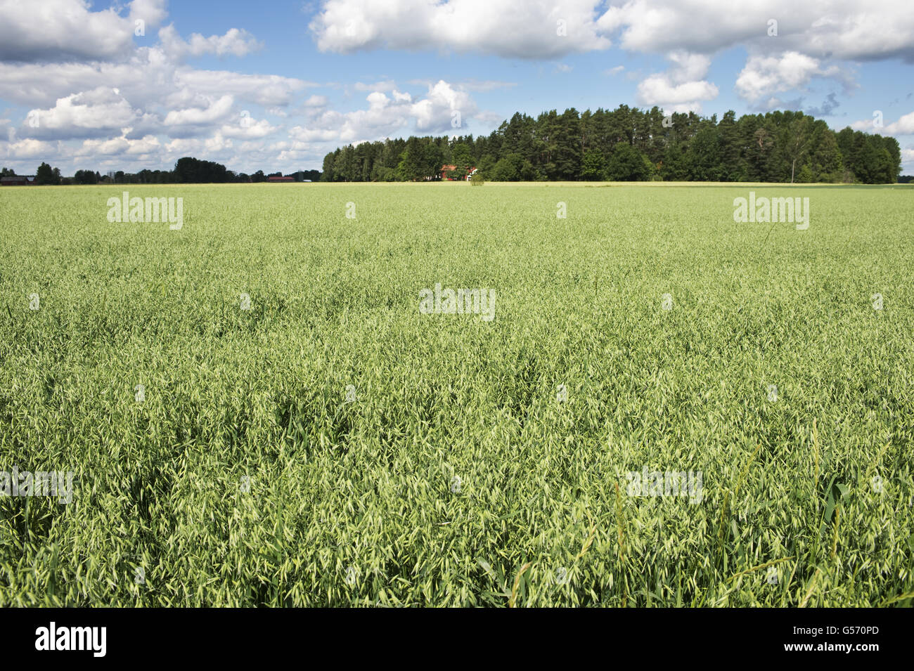Oat (Avena sativa) crop, unripe field, Sweden, July Stock Photo - Alamy