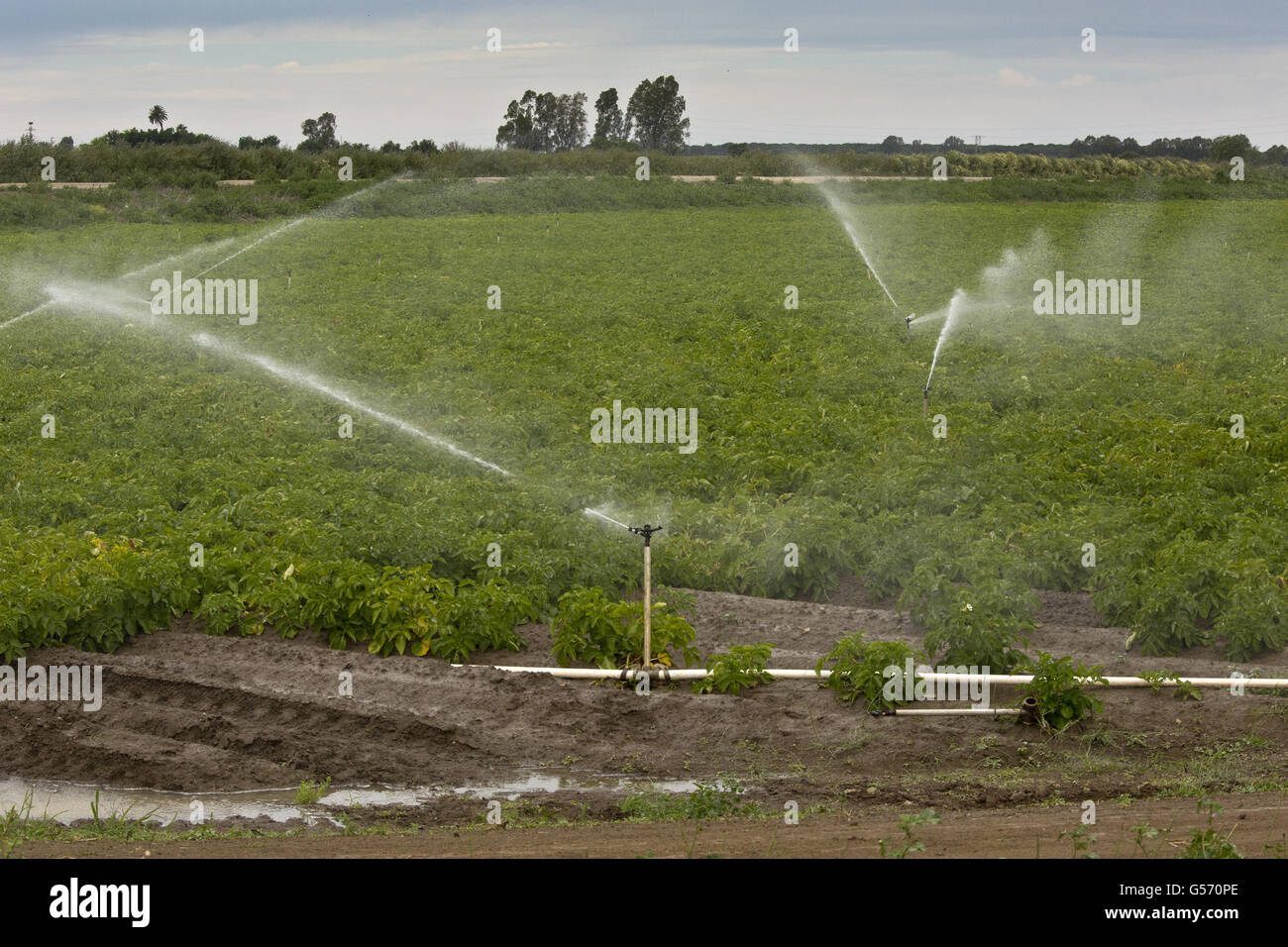 Potato (Solanum tuberosum) crop, watering field from irrigation system ...