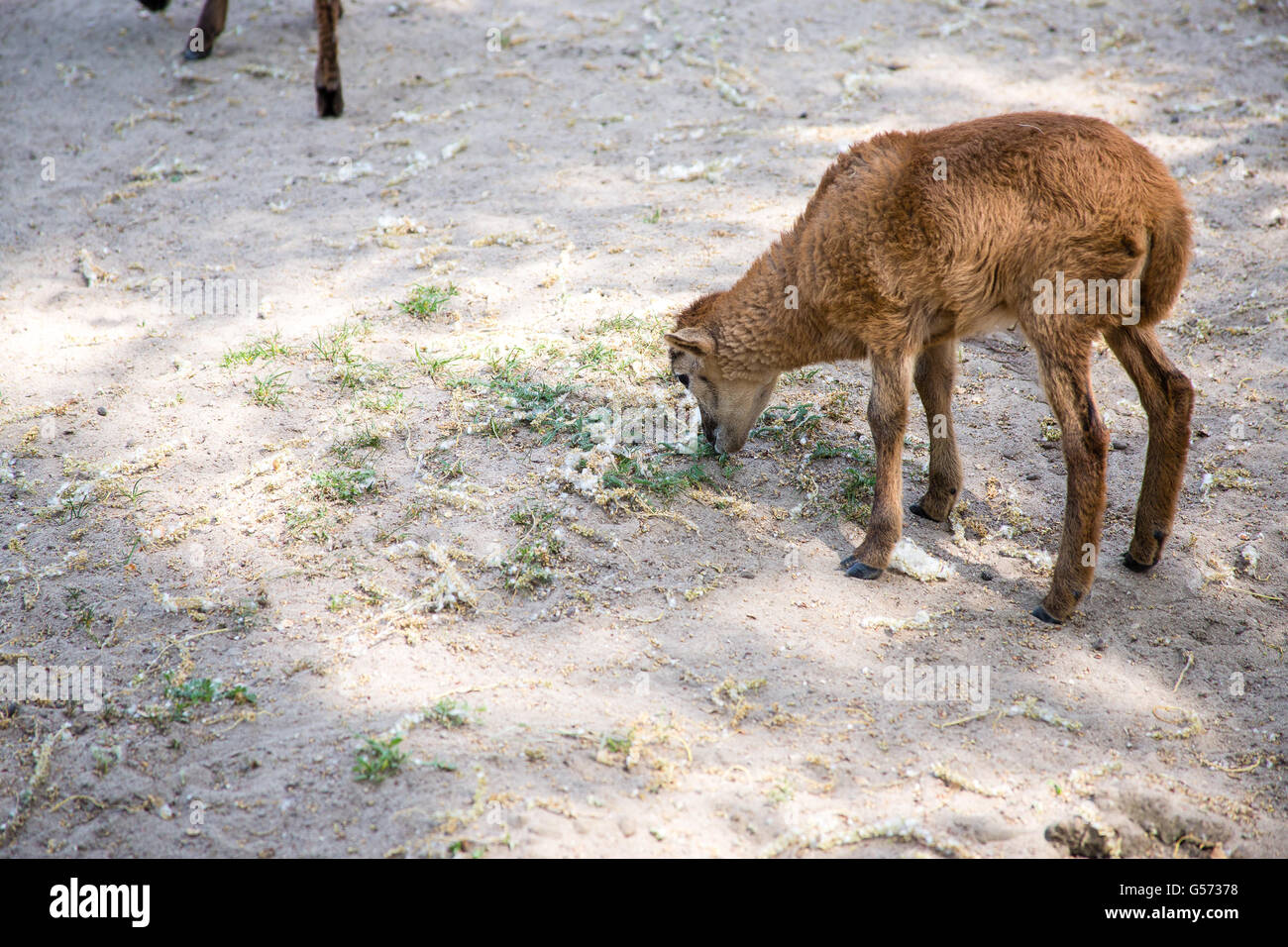 Brown goat kid standing on the ground Stock Photo - Alamy