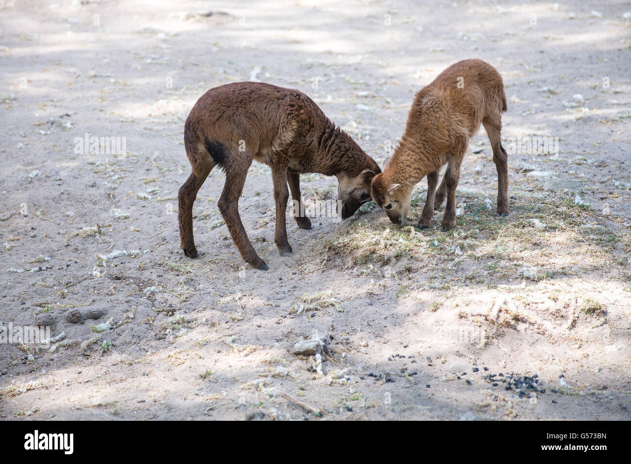 Two small horns hi-res stock photography and images - Alamy