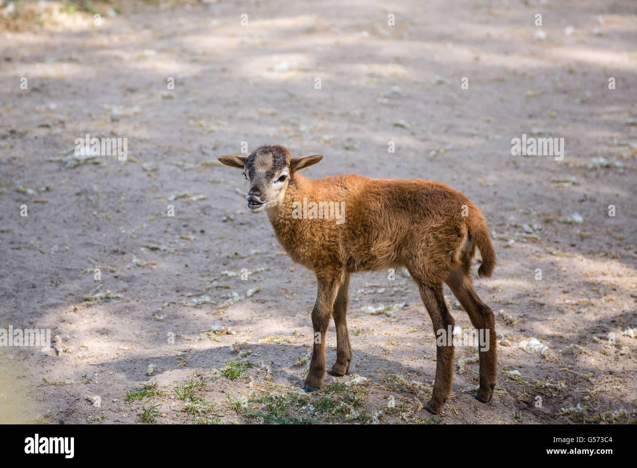 Baby goat bleat hi-res stock photography and images - Alamy