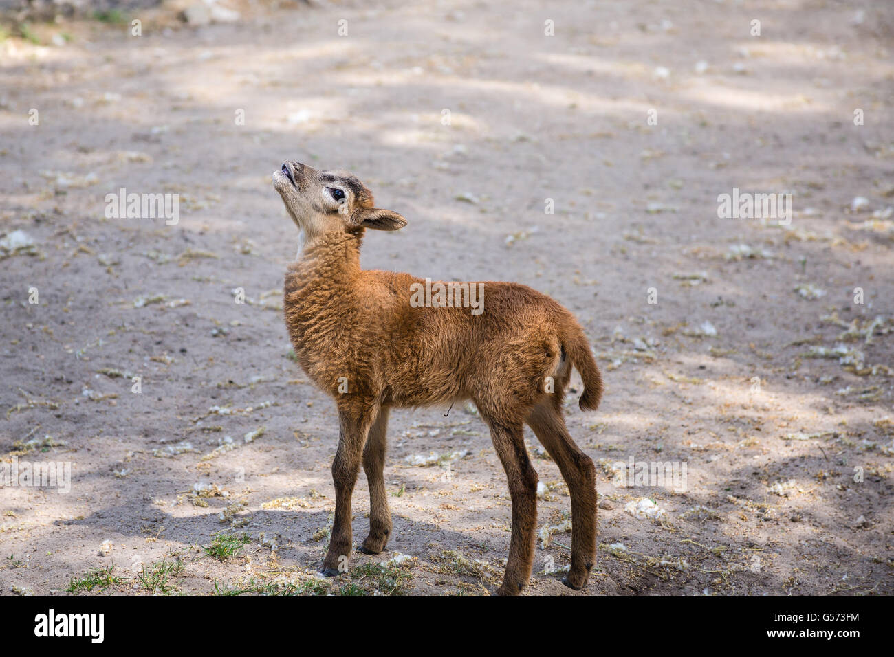 Goat bleat hi-res stock photography and images - Alamy