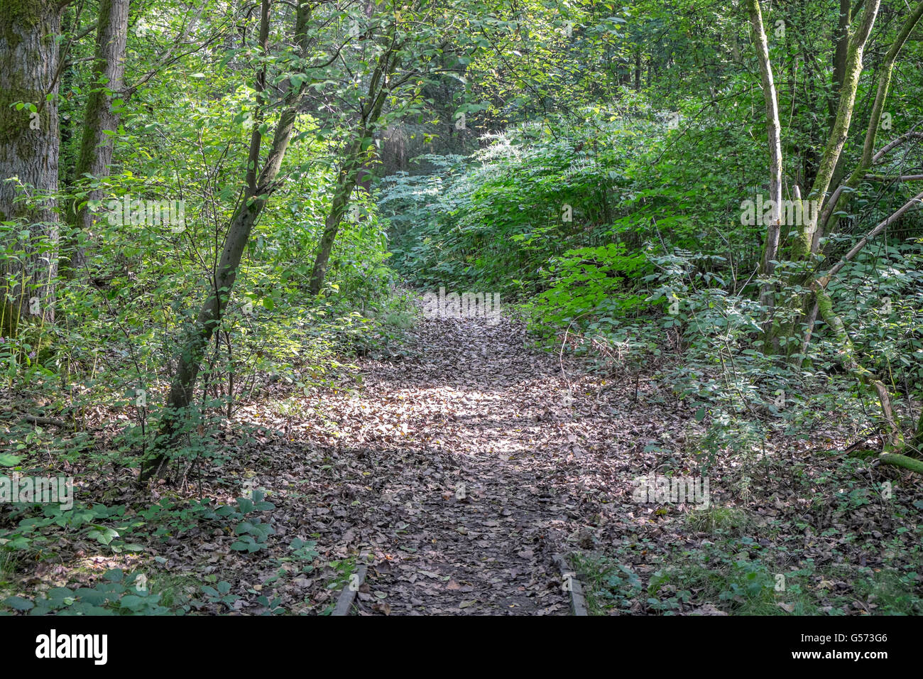 A muddy footpath leading through a small forest Stock Photo - Alamy