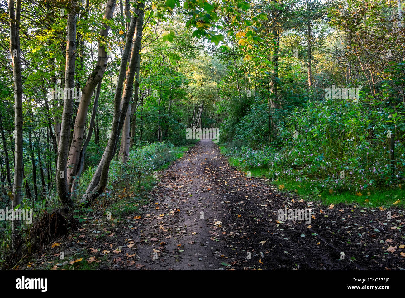 A muddy footpath leading through a small forest Stock Photo - Alamy