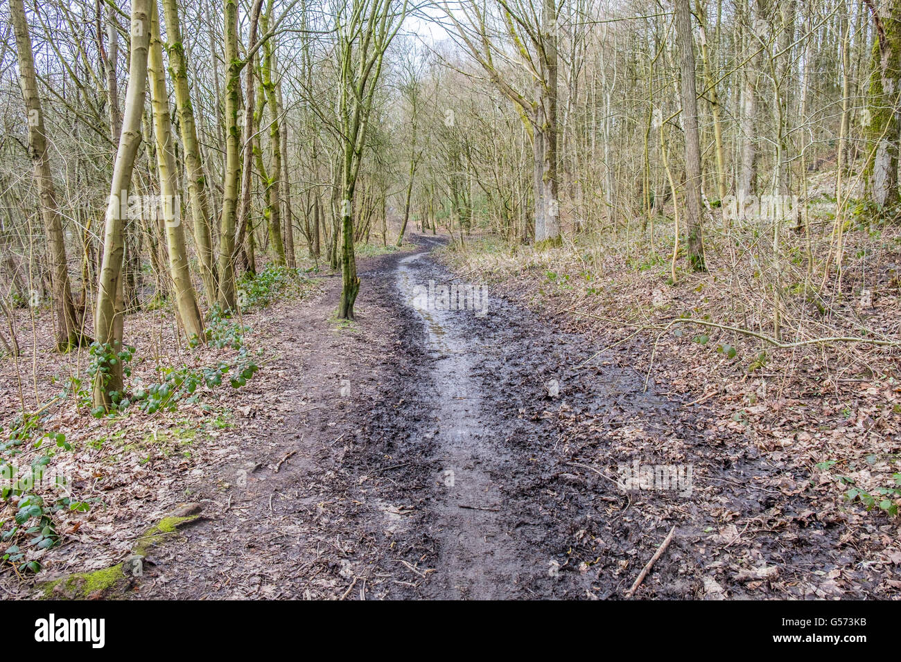 A muddy footpath leading through a small forest Stock Photo - Alamy