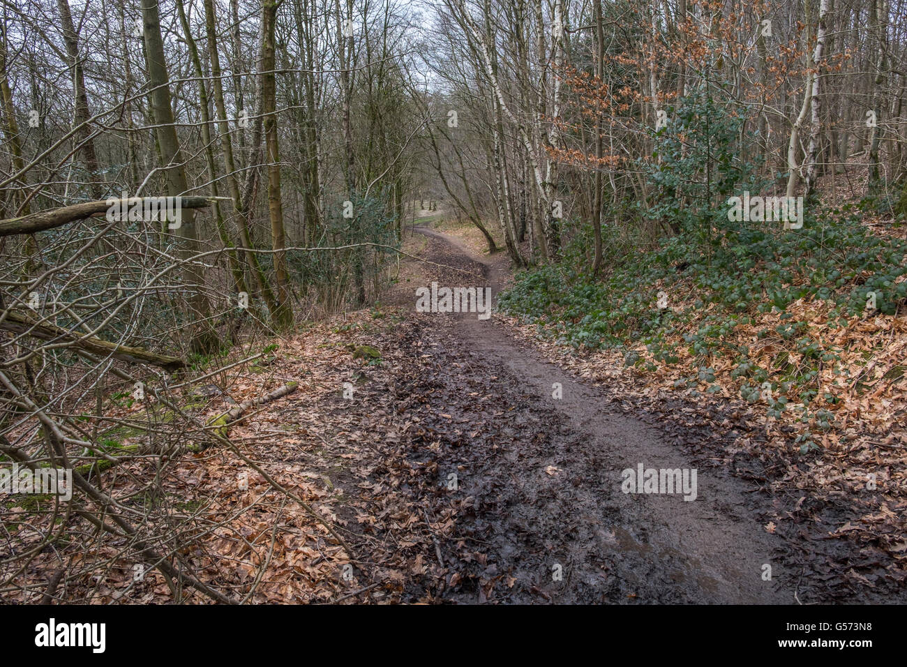 A muddy footpath leading through a small forest Stock Photo - Alamy