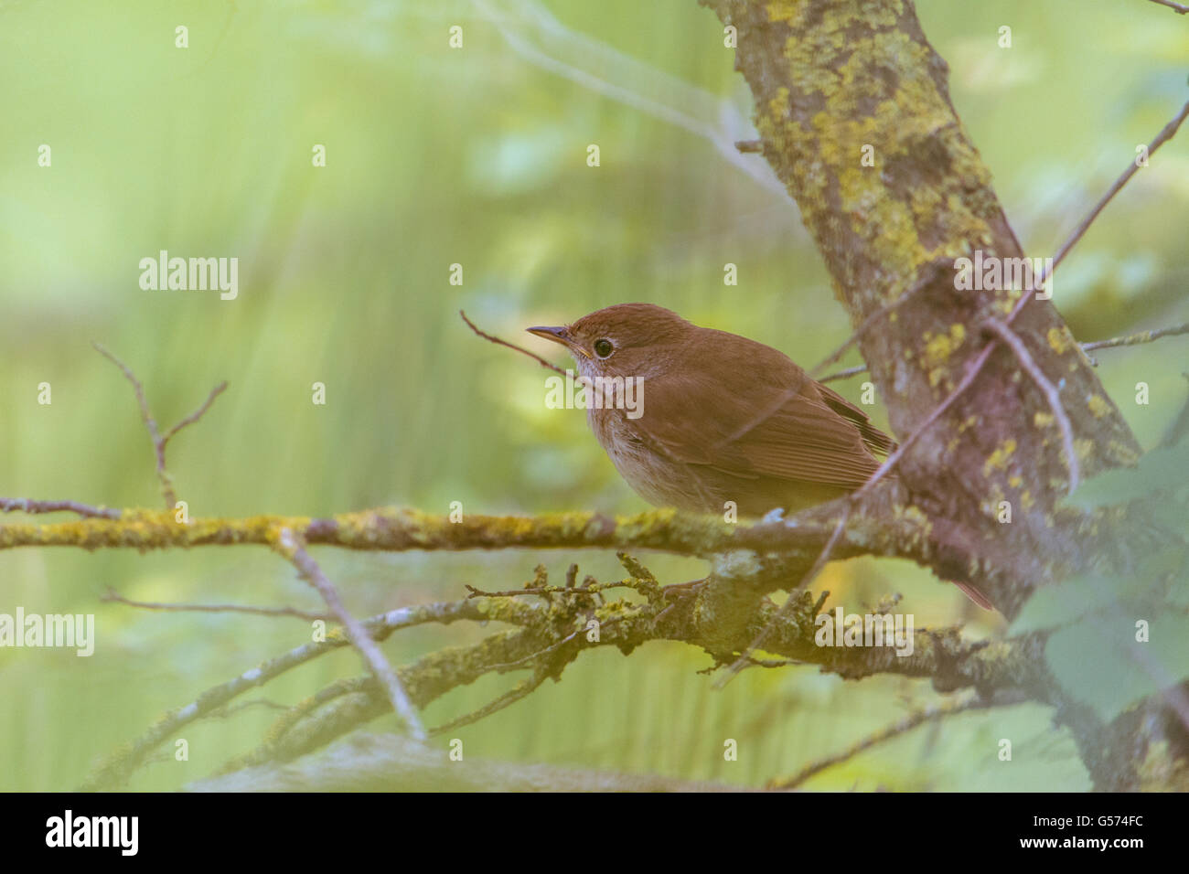 A nightingale hiding in the dense coverage of a tree Stock Photo - Alamy