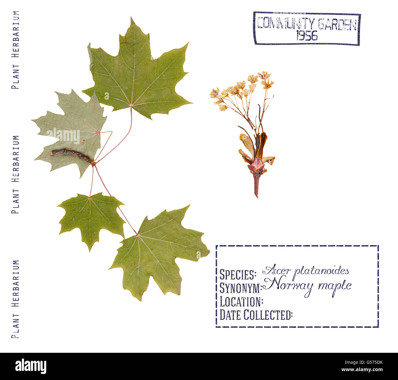 Herbarium Norway maple tree. Leaves, buds Norway maple isolated on ...