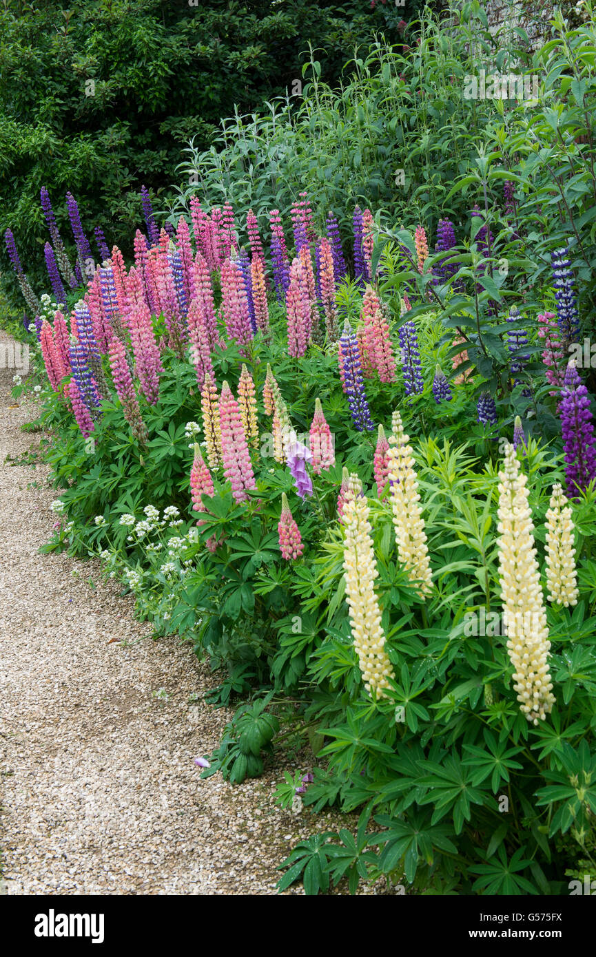 Lupinus. Mixed Coloured Lupin flowers in a garden border. Rousham House ...