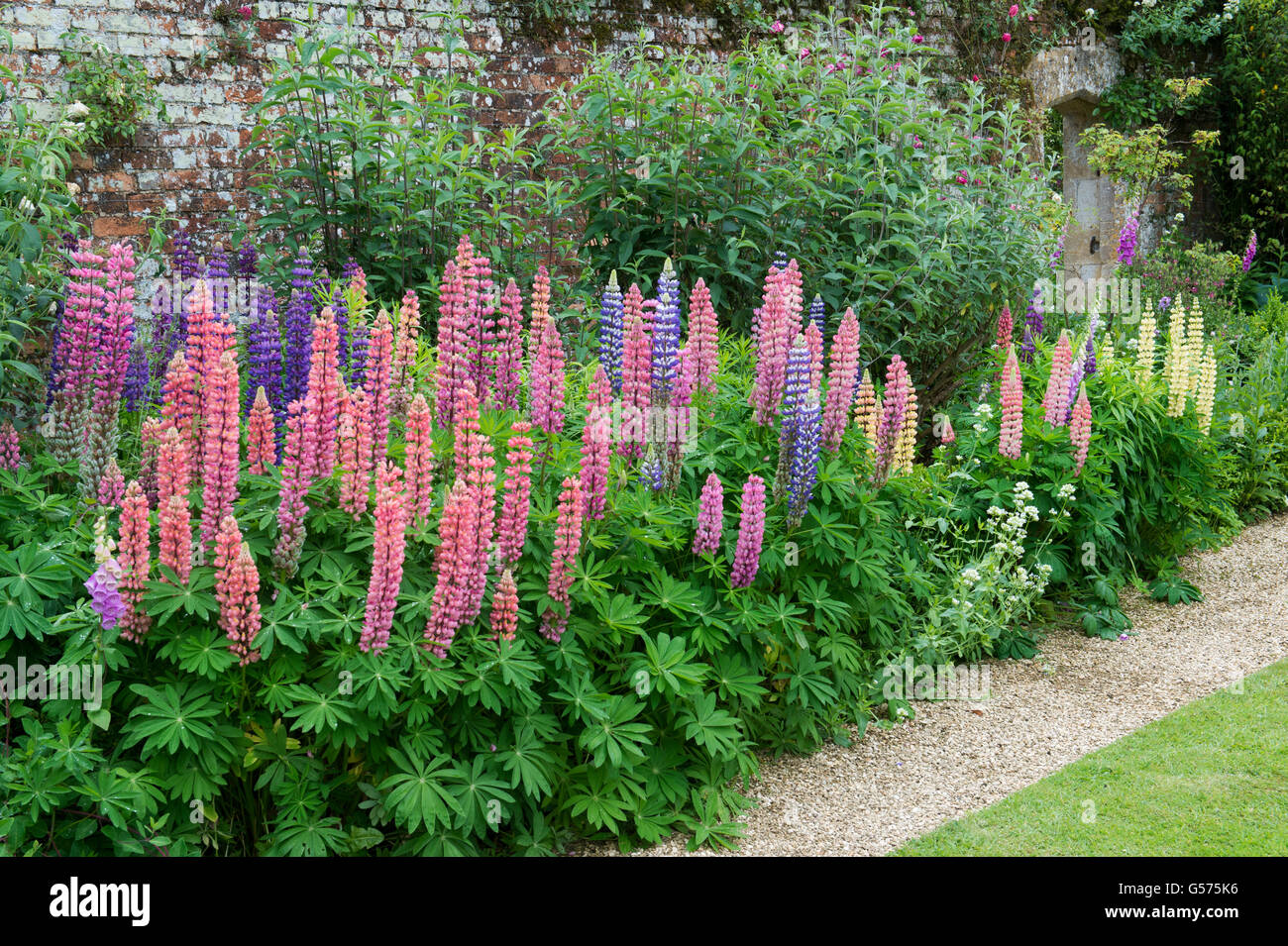 Lupinus. Mixed Coloured Lupin flowers in a garden border. Rousham House ...