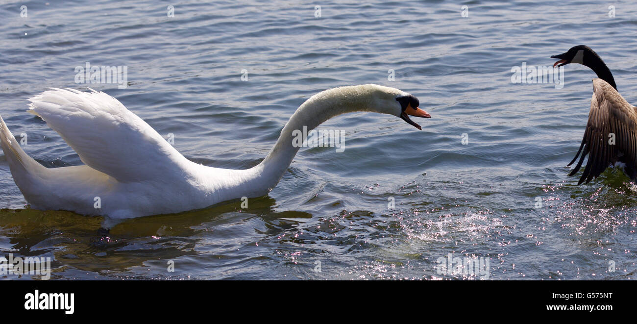 Amazing isolated photo of the swan attacking the Canada goose Stock ...
