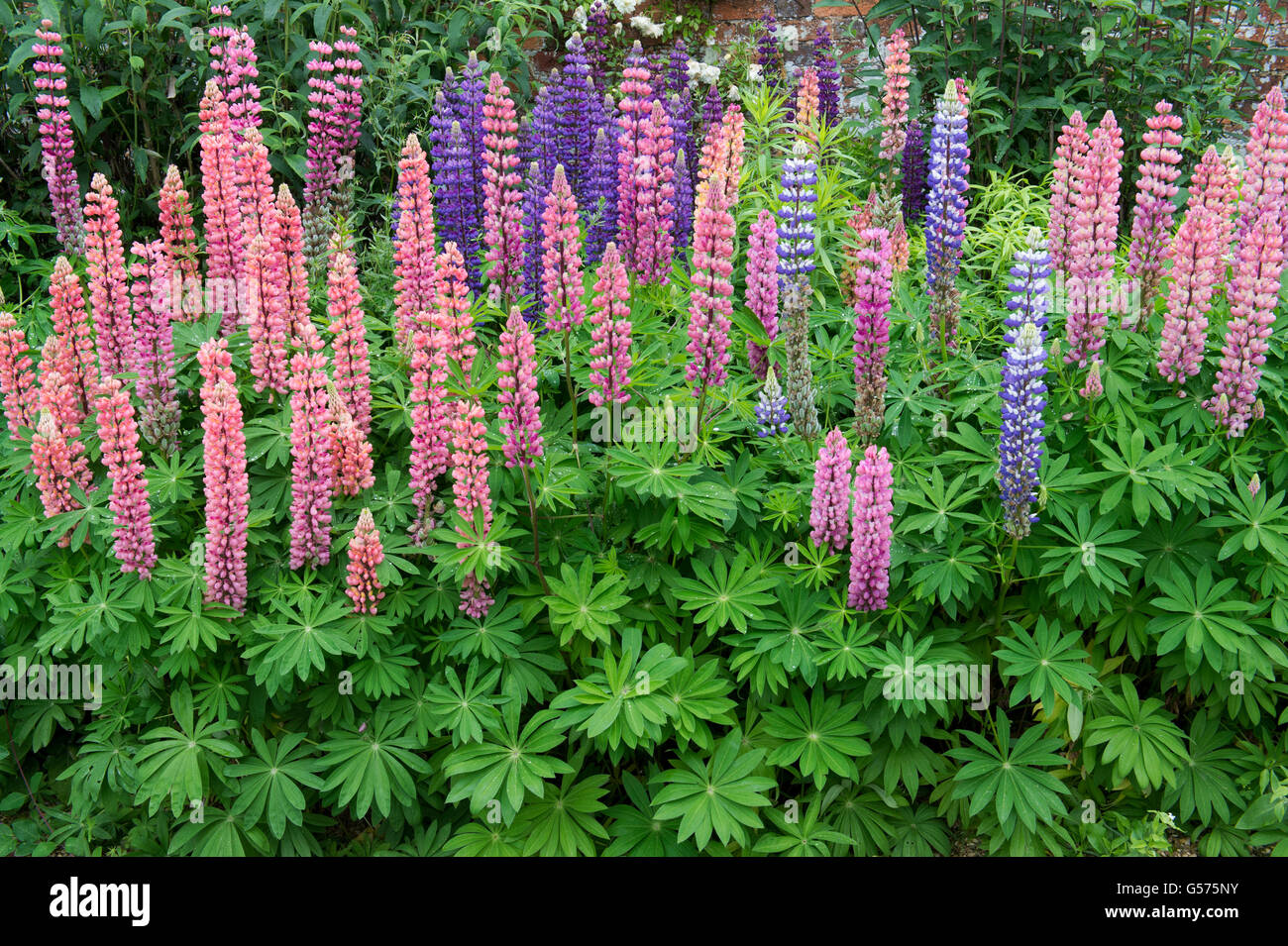 Lupinus. Mixed Coloured Lupin flowers in a garden border. Rousham House ...
