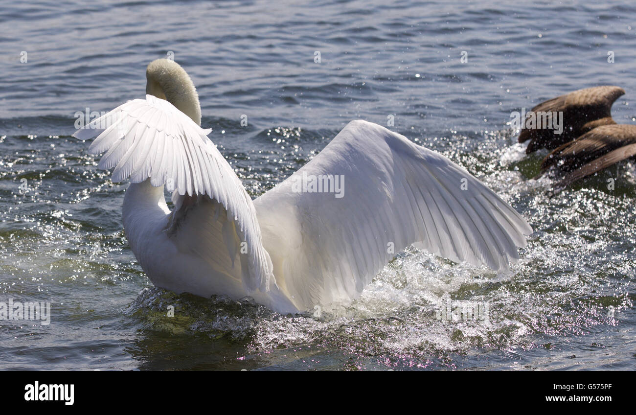 Isolated photo of the swan showing his power to the goose Stock Photo ...