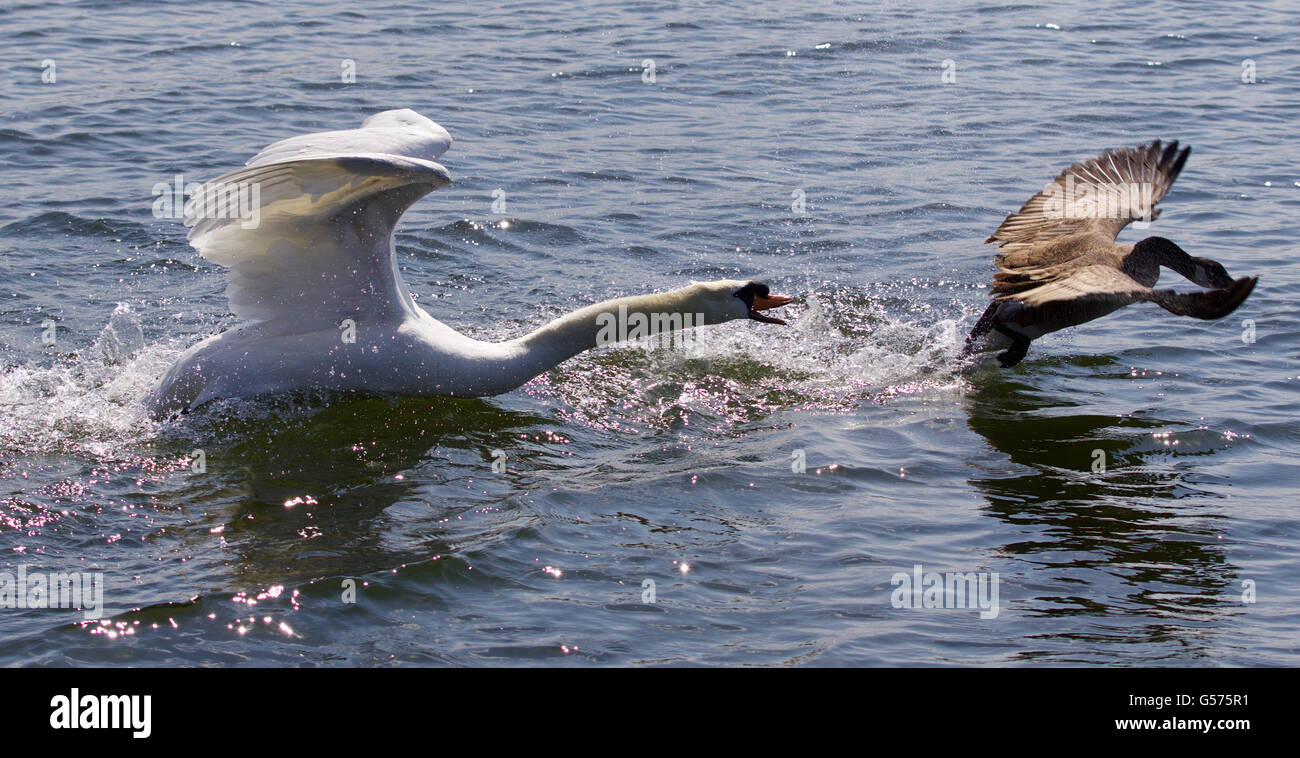 Amazing image of the angry swan attacking the Canada goose Stock Photo ...