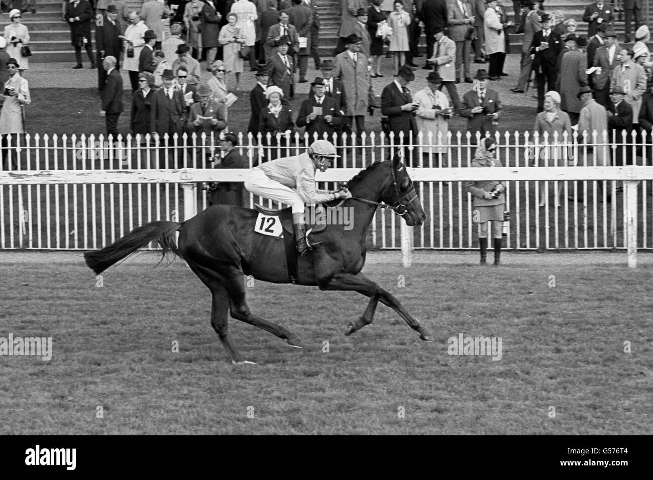 Stock image of lord roseberys three year old horse timon hi-res stock ...