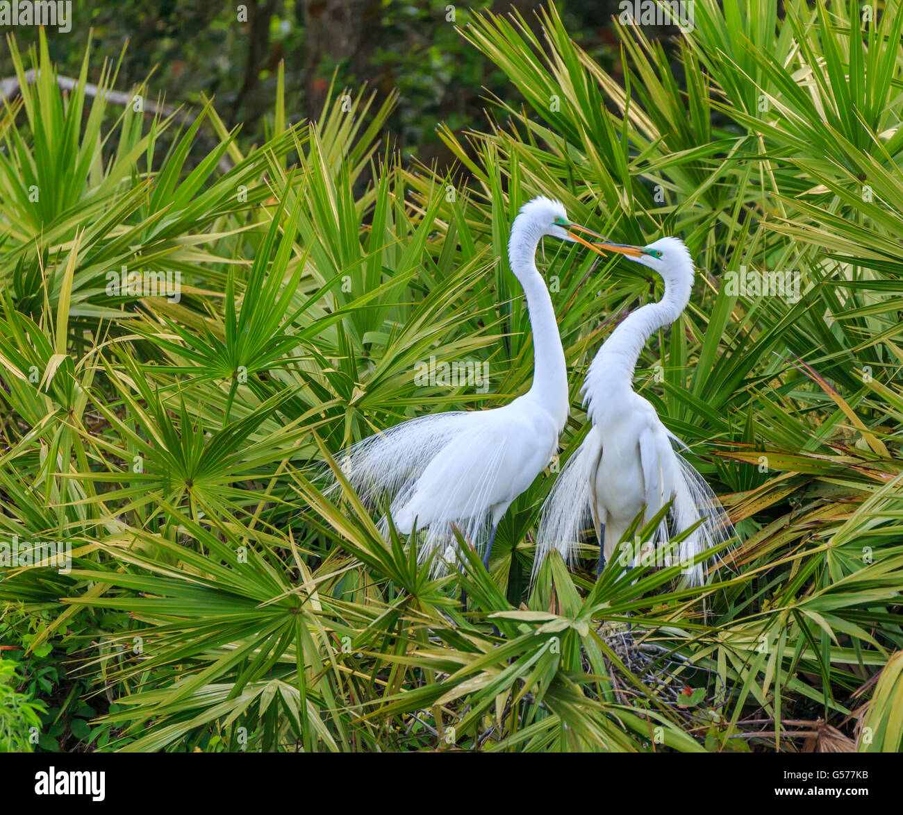 Two mating White Egrets, Breeding colors, beaks touching making an ...