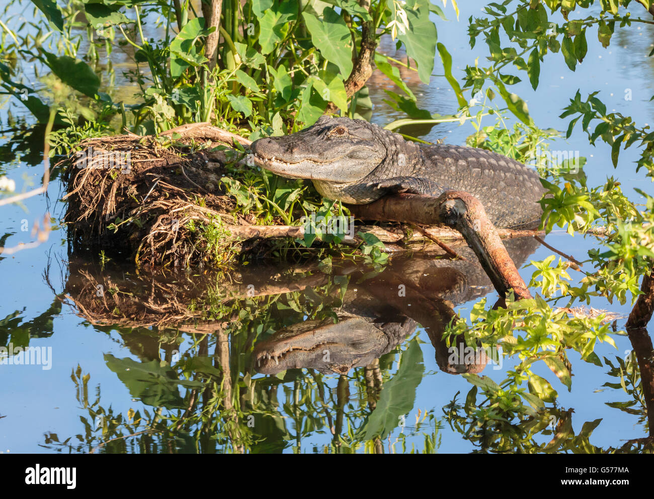 American Alligator sunning itself on green tree stump. Alligator ...
