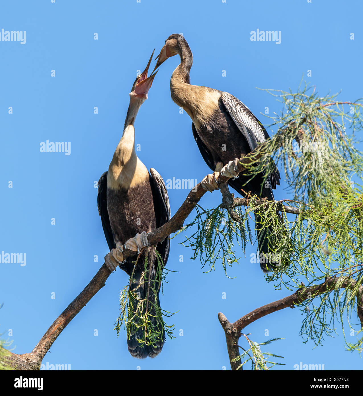 Two Anhingas on tree branch, facing each other with bills almost ...