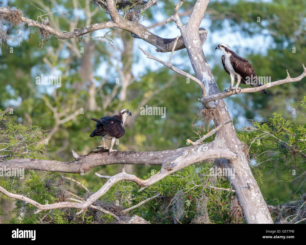 Two Osprey in tree facing each other one standing on caught fish Stock ...