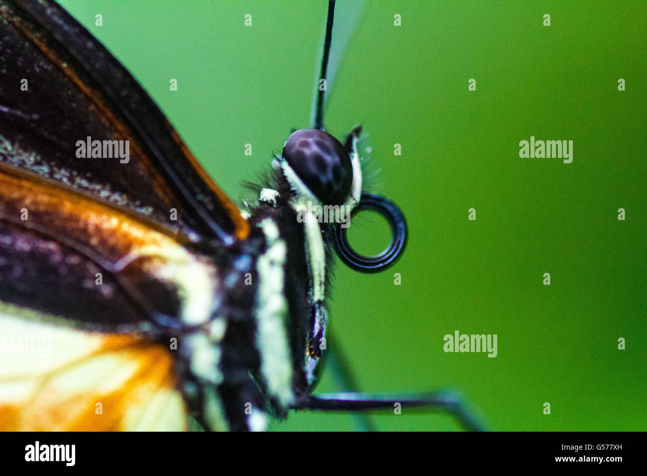 Close up of a butterfly Stock Photo - Alamy