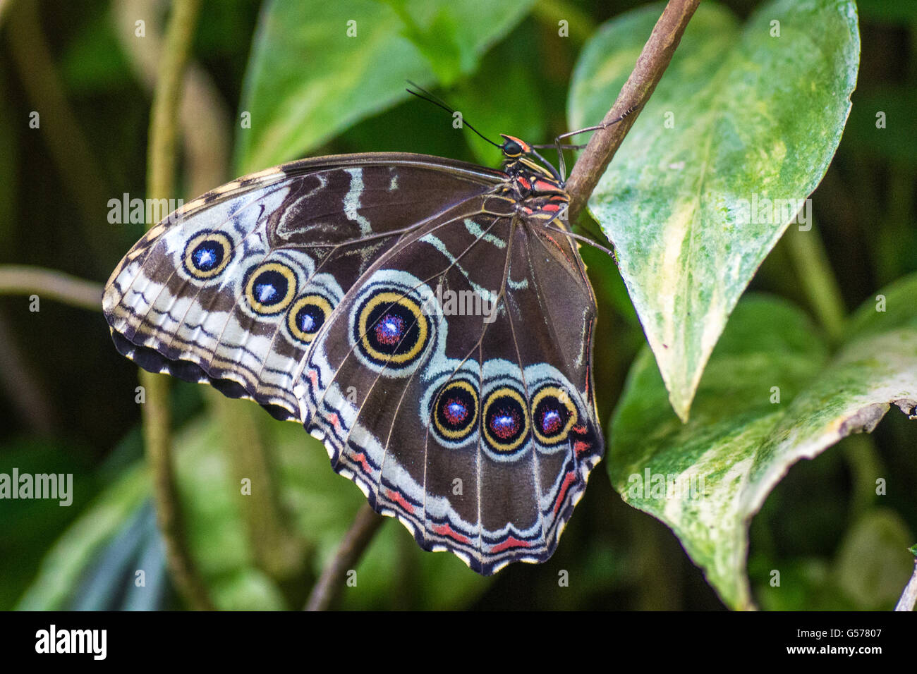 Close up of a butterfly Stock Photo - Alamy