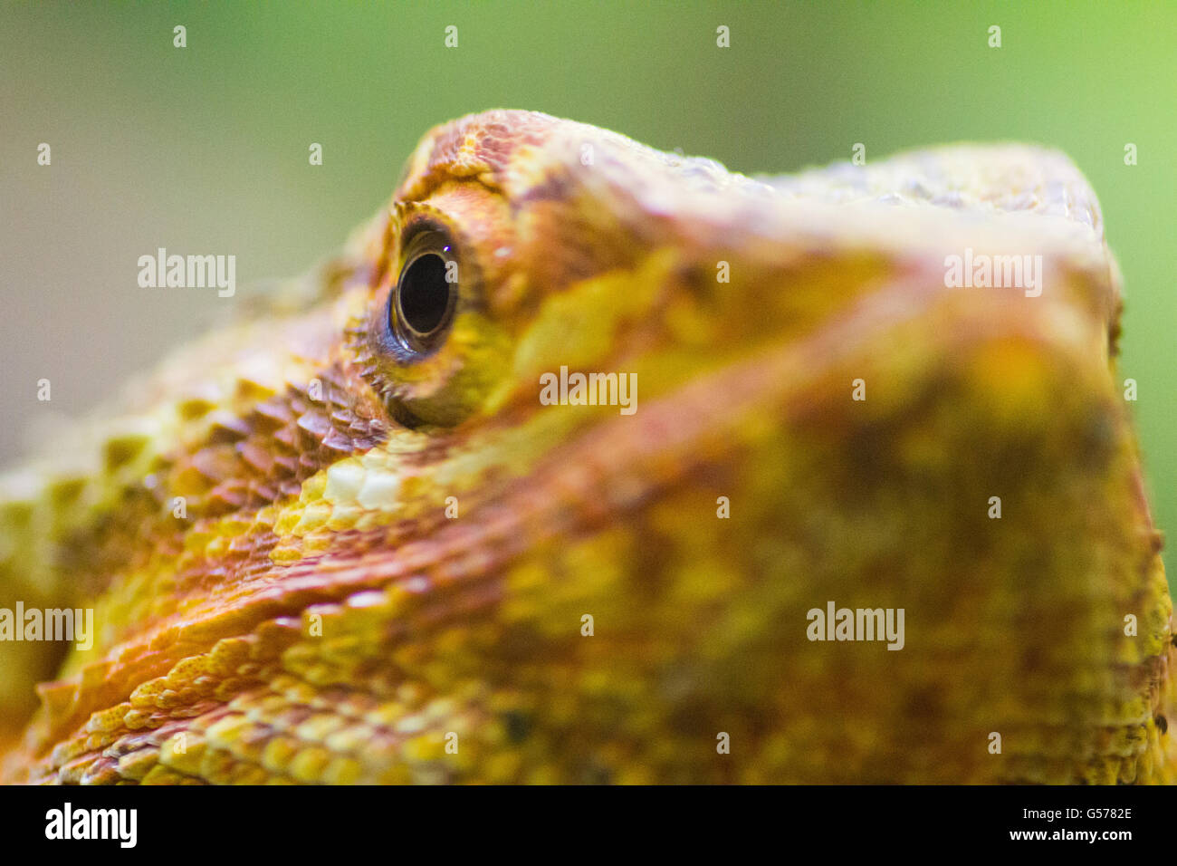 Reptiles eye hi-res stock photography and images - Alamy