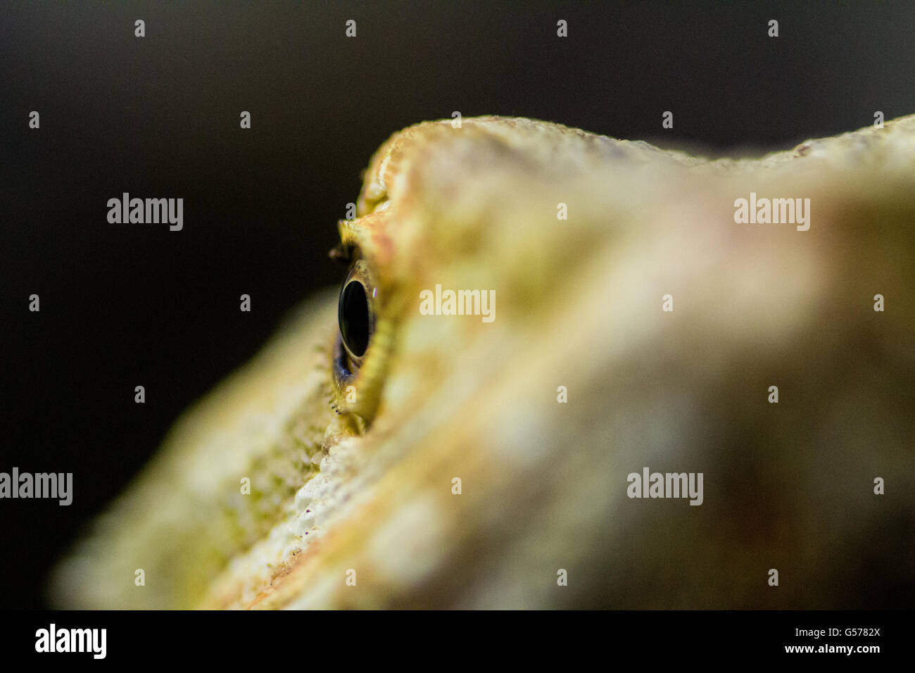 Reptile eye hi-res stock photography and images - Alamy