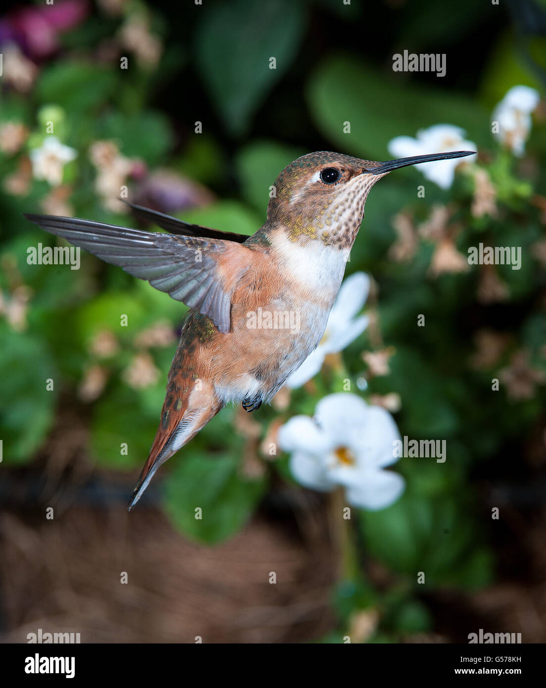 Rufous Hummingbird (Selasphorus rufus) in flight Stock Photo - Alamy