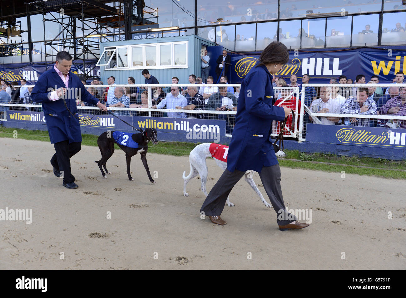 Greyhounds - Williamhill.com Greyhound Derby Final - Wimbledon ...