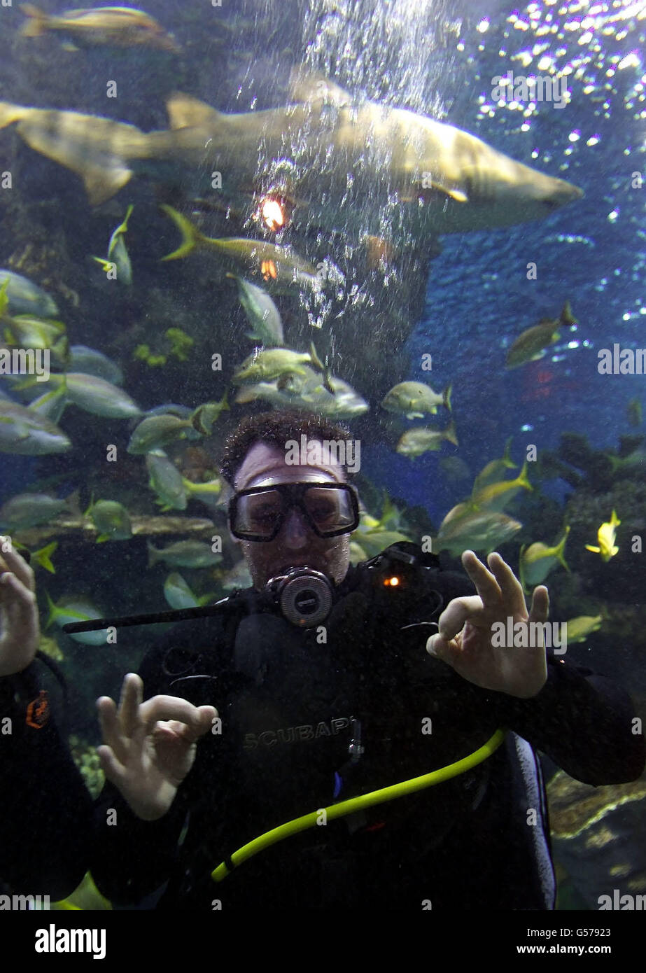 Wales Rugby League player Mick Jenkins swims in the shark tank at the ...