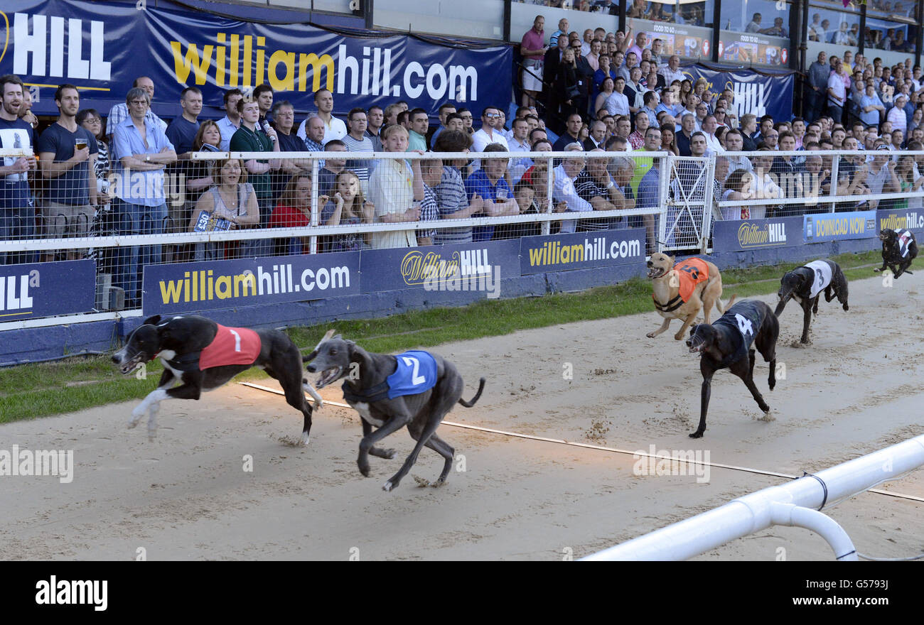Greyhounds - Williamhill.com Greyhound Derby Final - Wimbledon ...