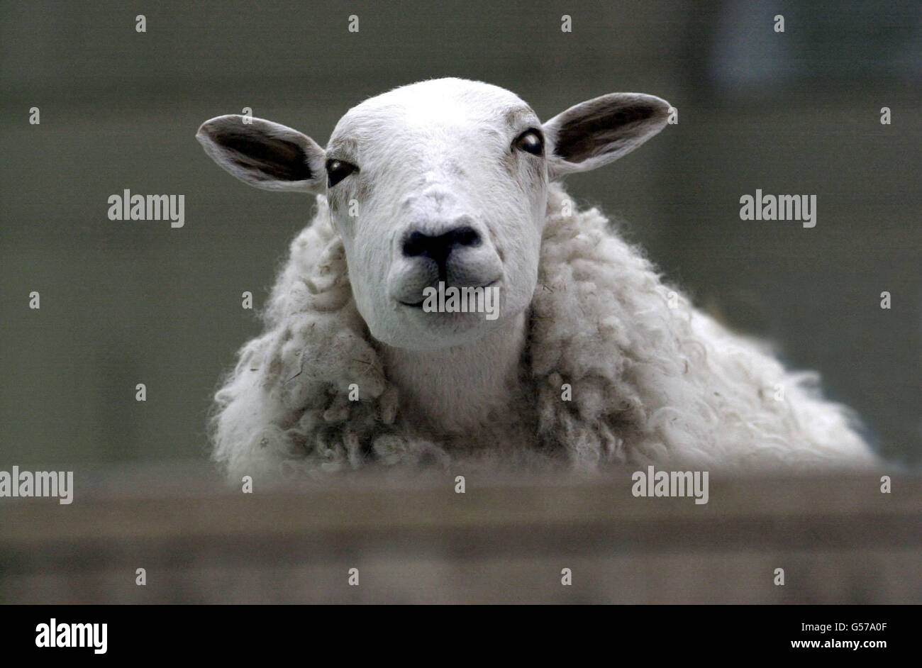 Morag the sheep at the Royal Museum in Edinburgh. The Museum is to ...